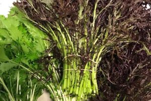 Organic Ruby Streaks – Cottingham Farm